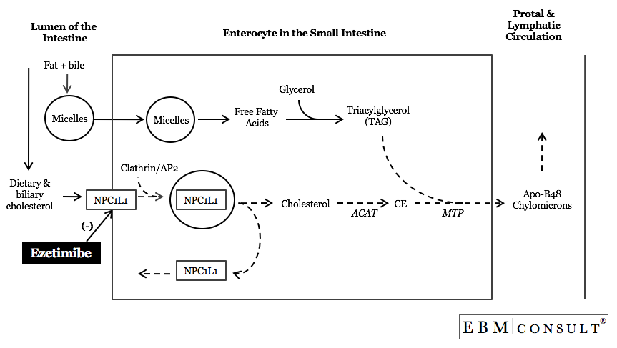 The Mechanism of Action of Ezetimibe (Zetia) on the Inhibition of Cholesterol Absorption